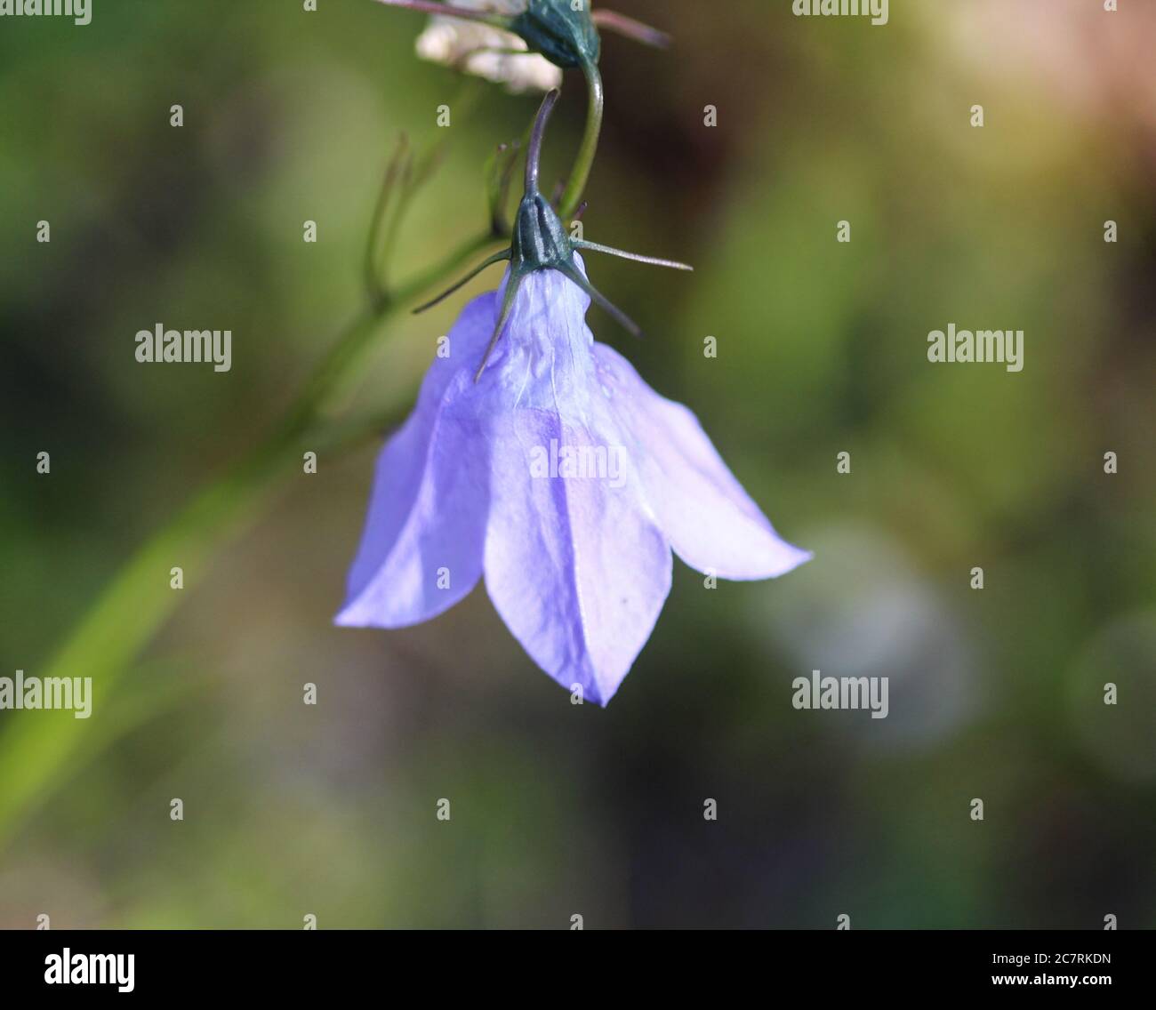 Close up of Campanula rotundifolia, the harebell, Scottish bluebell, or ...