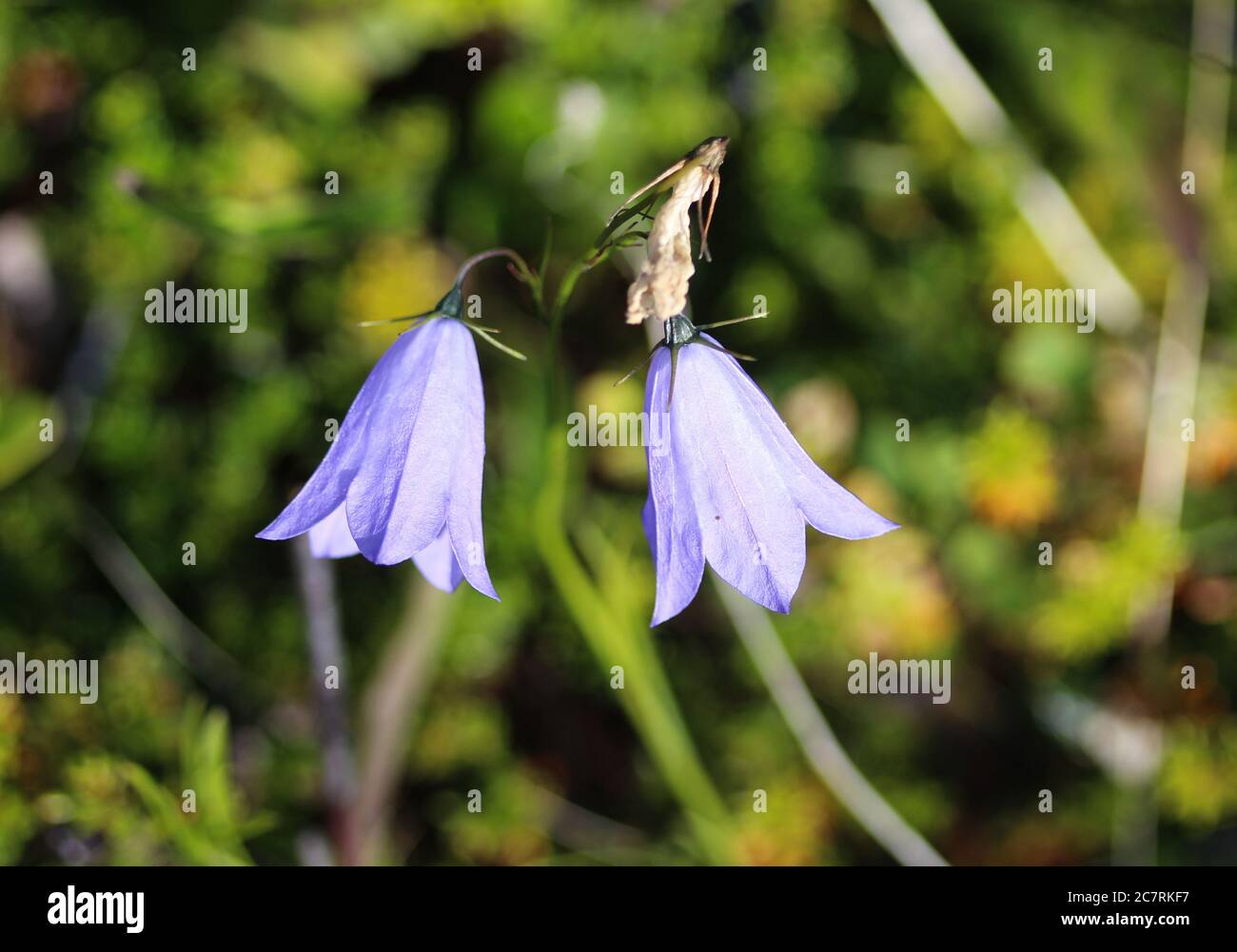 Scottish bluebell hi-res stock photography and images - Alamy