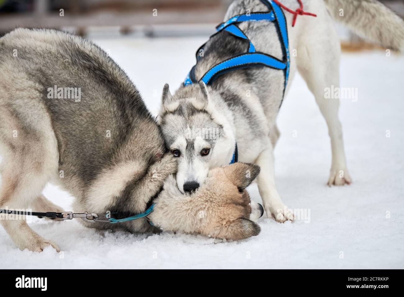Are Alaskan Huskies Aggressive