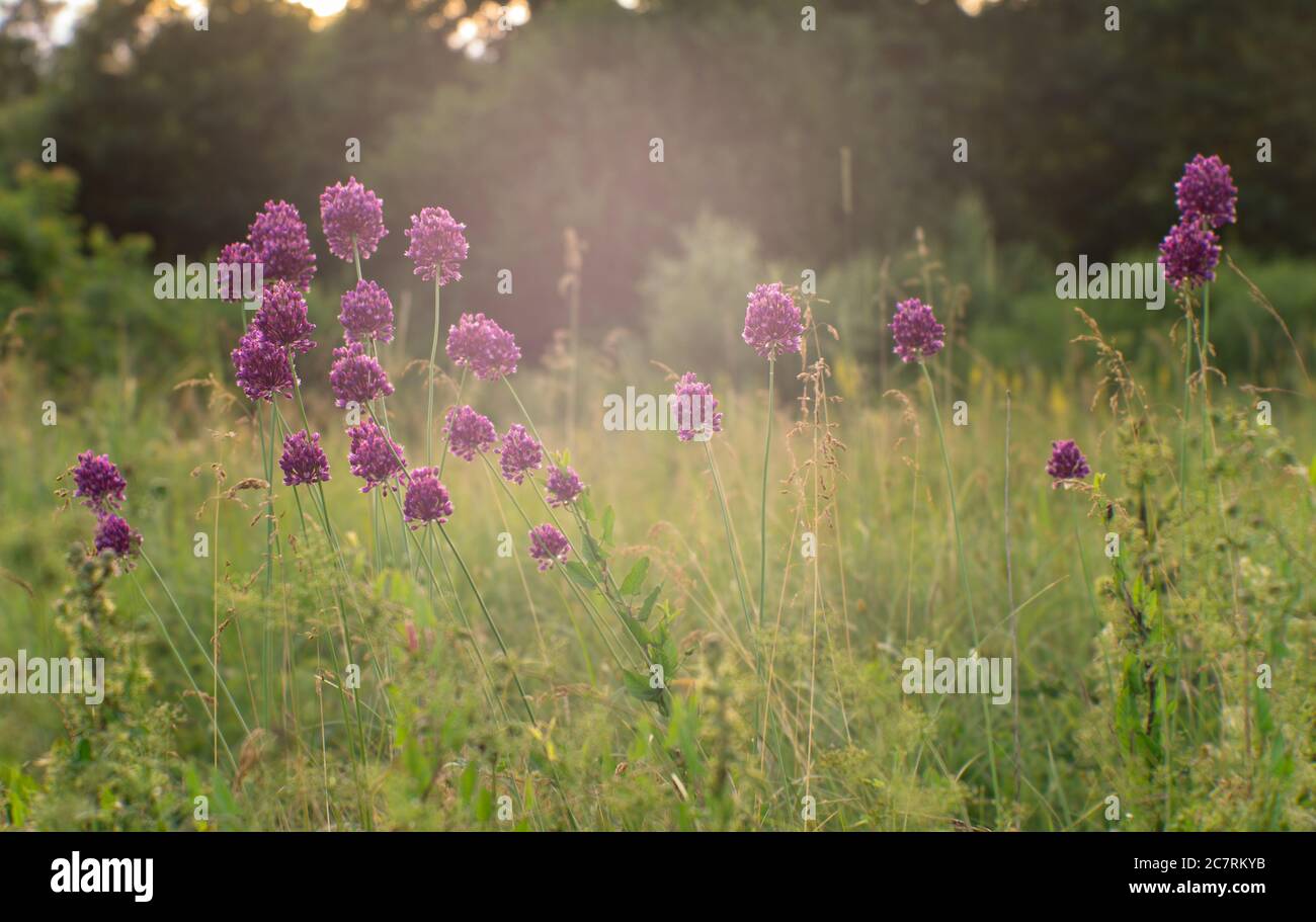 Motley grasses hi-res stock photography and images - Alamy
