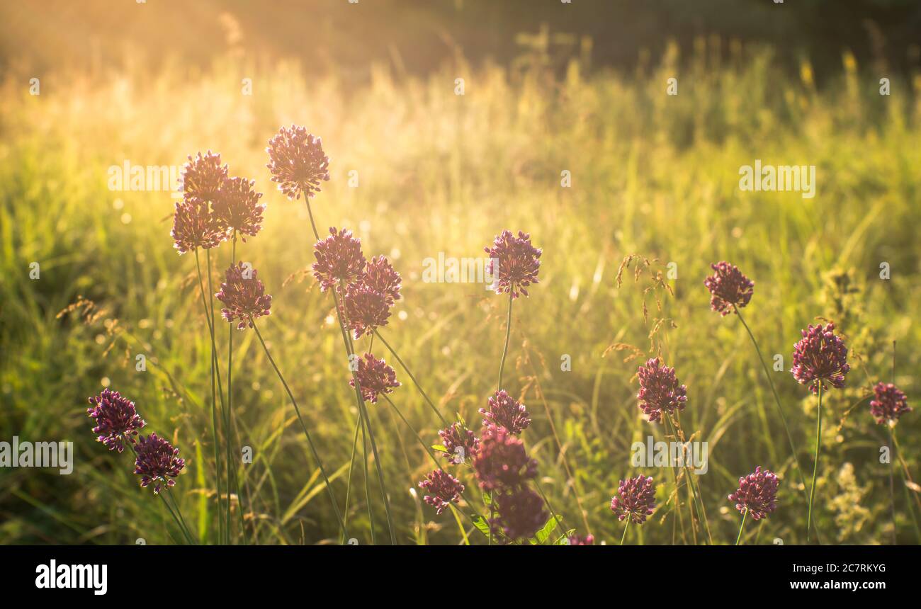 Motley grasses hi-res stock photography and images - Alamy