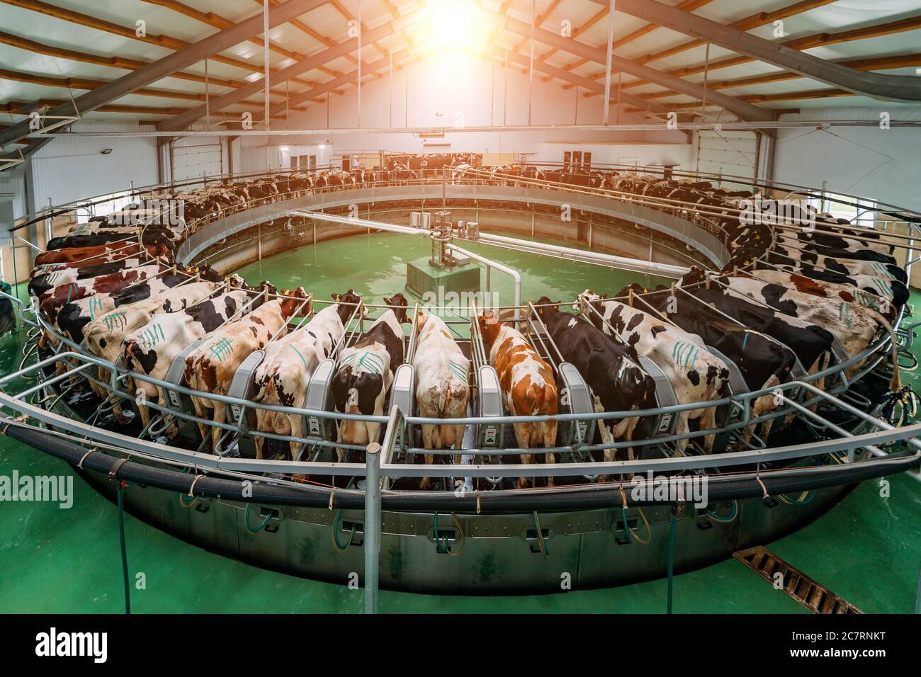 Milking cows by automatic industrial milking rotary system in modern ...