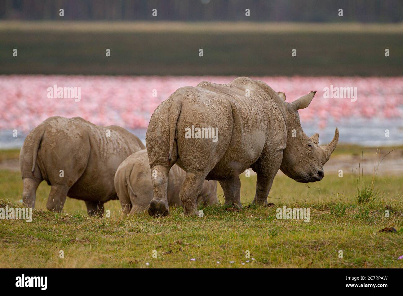 African parks hi-res stock photography and images - Alamy