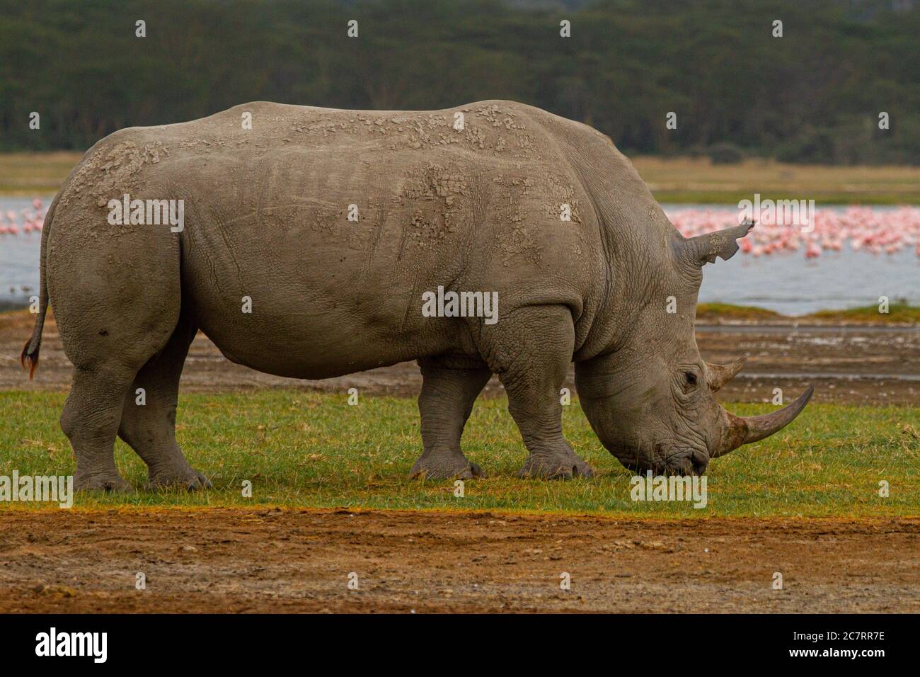 African parks hi-res stock photography and images - Alamy