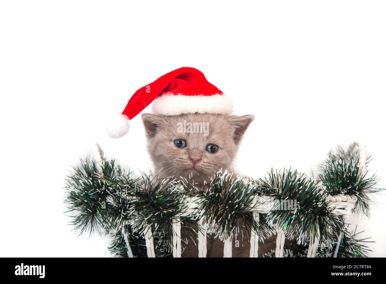 Little Kitten British Santa Claus. Kitten one month Stock Photo - Alamy