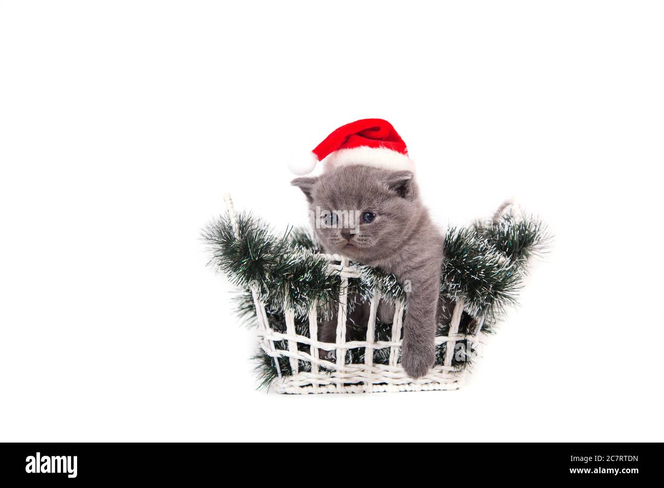 Little Kitten British Santa Claus. Kitten one month Stock Photo - Alamy