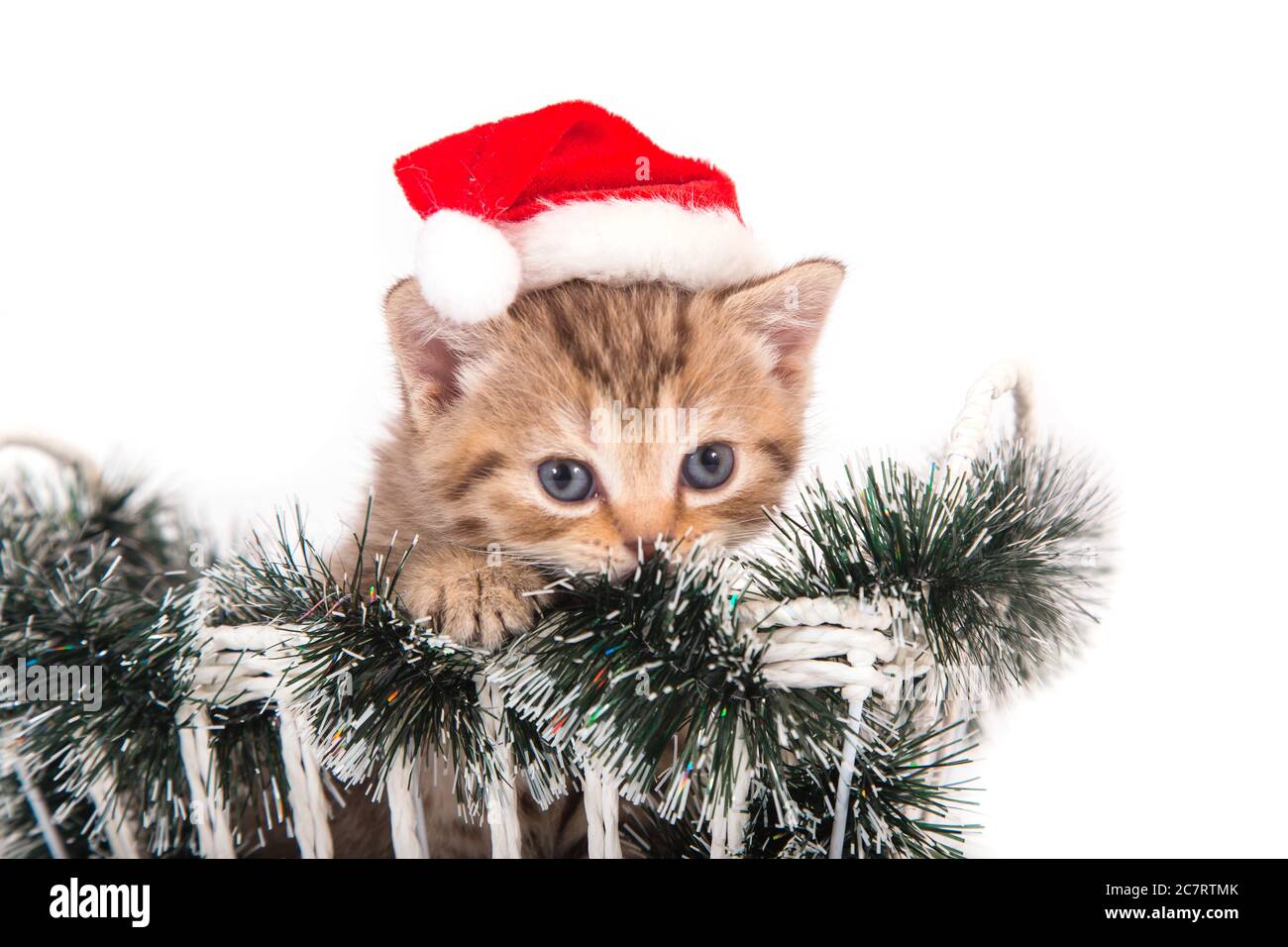 Little Kitten British Santa Claus. Kitten one month Stock Photo - Alamy
