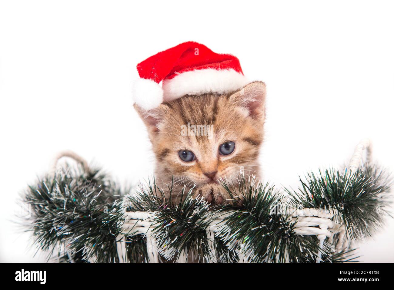 Little Kitten British Santa Claus. Kitten one month Stock Photo - Alamy