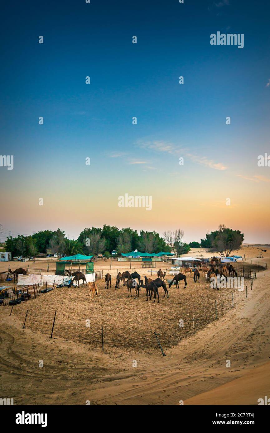 Beautiful Desert landscape view in Al Hofuf Saudi Arabia Stock Photo ...