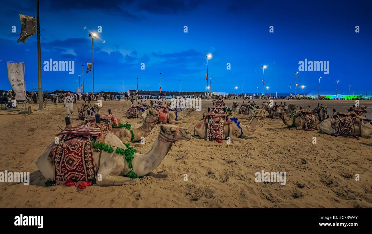 Camels on Desert Safari in Abqaiq Saudi Arabia Stock Photo - Alamy