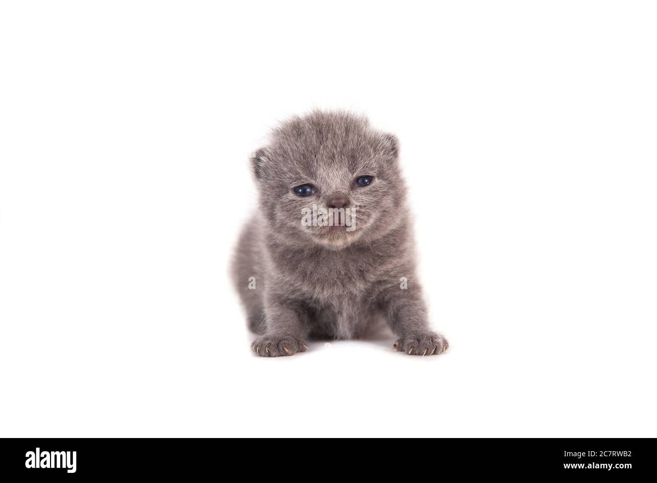 Newborn British kitten blue color Stock Photo - Alamy