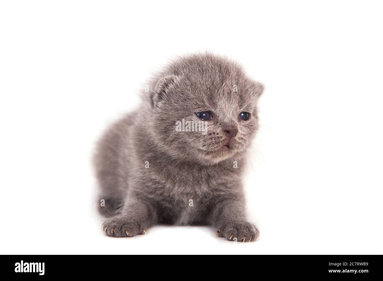 Newborn British kitten blue color Stock Photo - Alamy