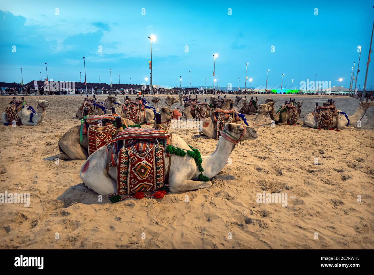 Camels on Desert Safari in Abqaiq Saudi Arabia Stock Photo - Alamy