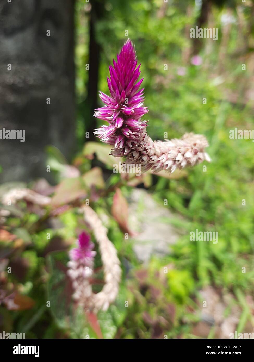 Celosia flower exotic celosia hi-res stock photography and images - Alamy