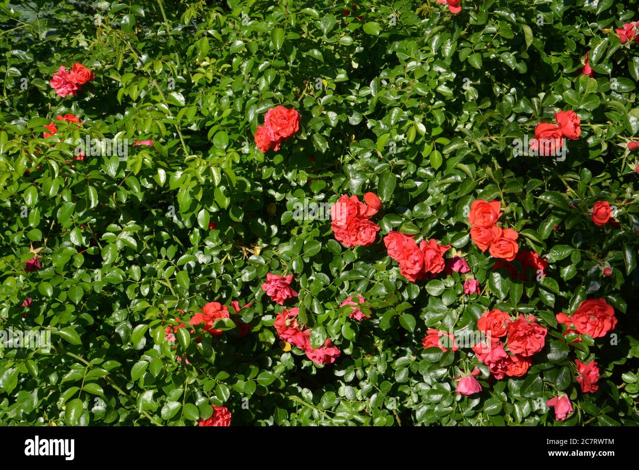 big red rose bush with many flowers and shiny green leaves Stock Photo ...