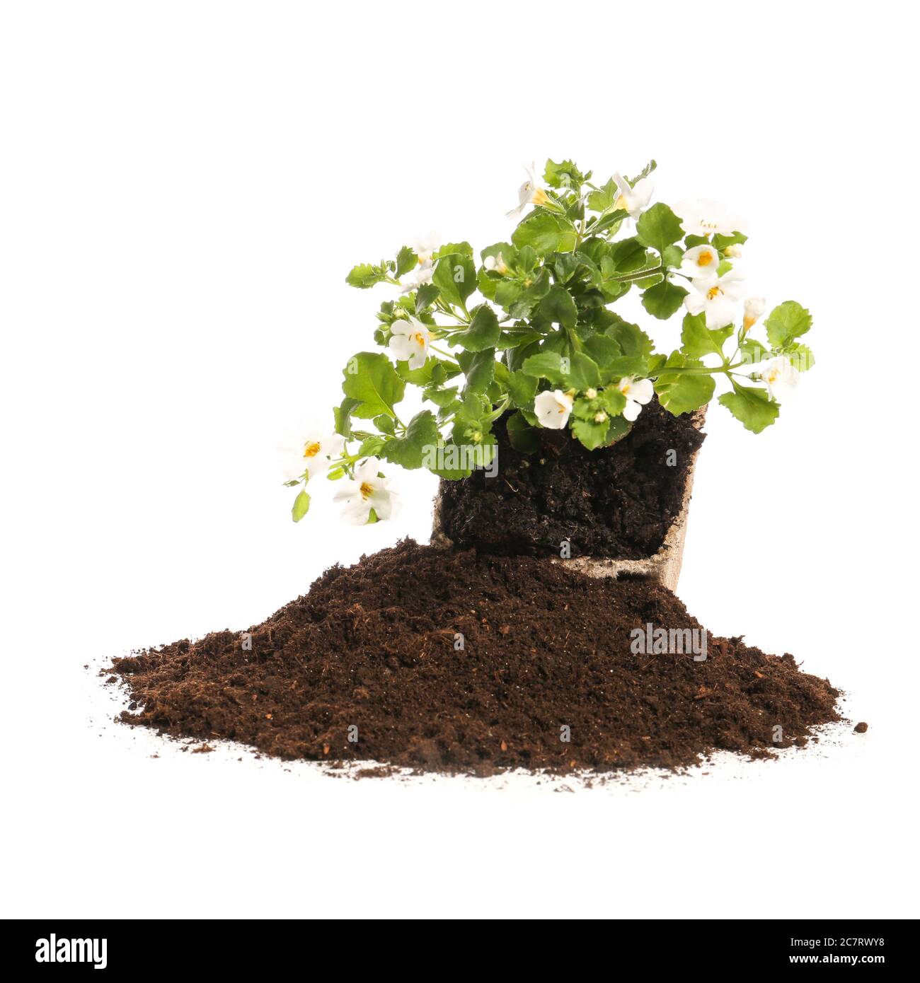 Soil and plant on white background Stock Photo - Alamy