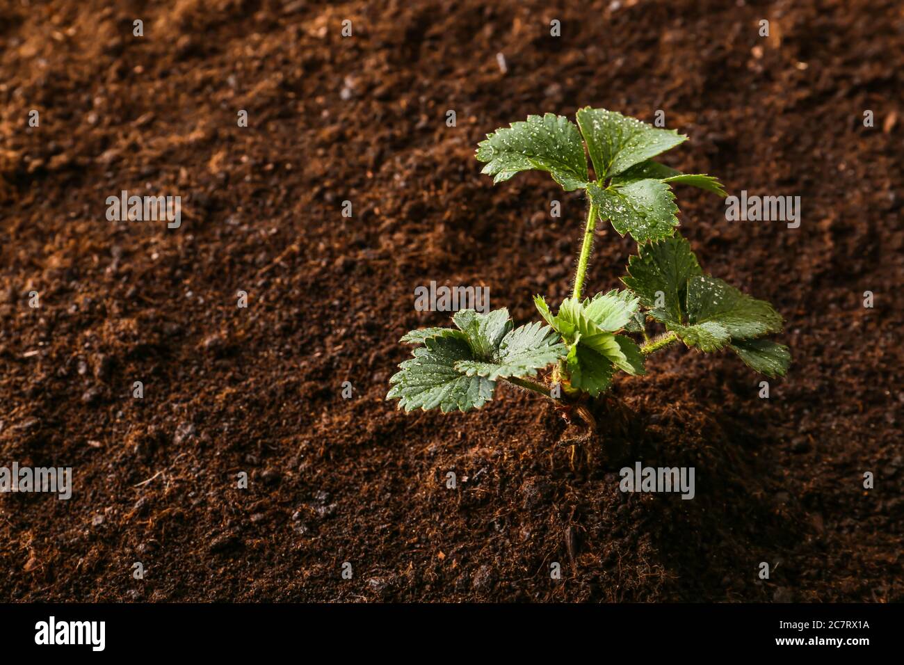 Plant growing in soil outdoors Stock Photo - Alamy