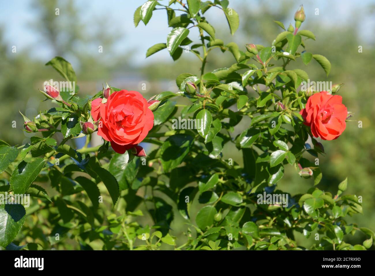 beautiful bush of lovely red roses love theme background Stock Photo ...