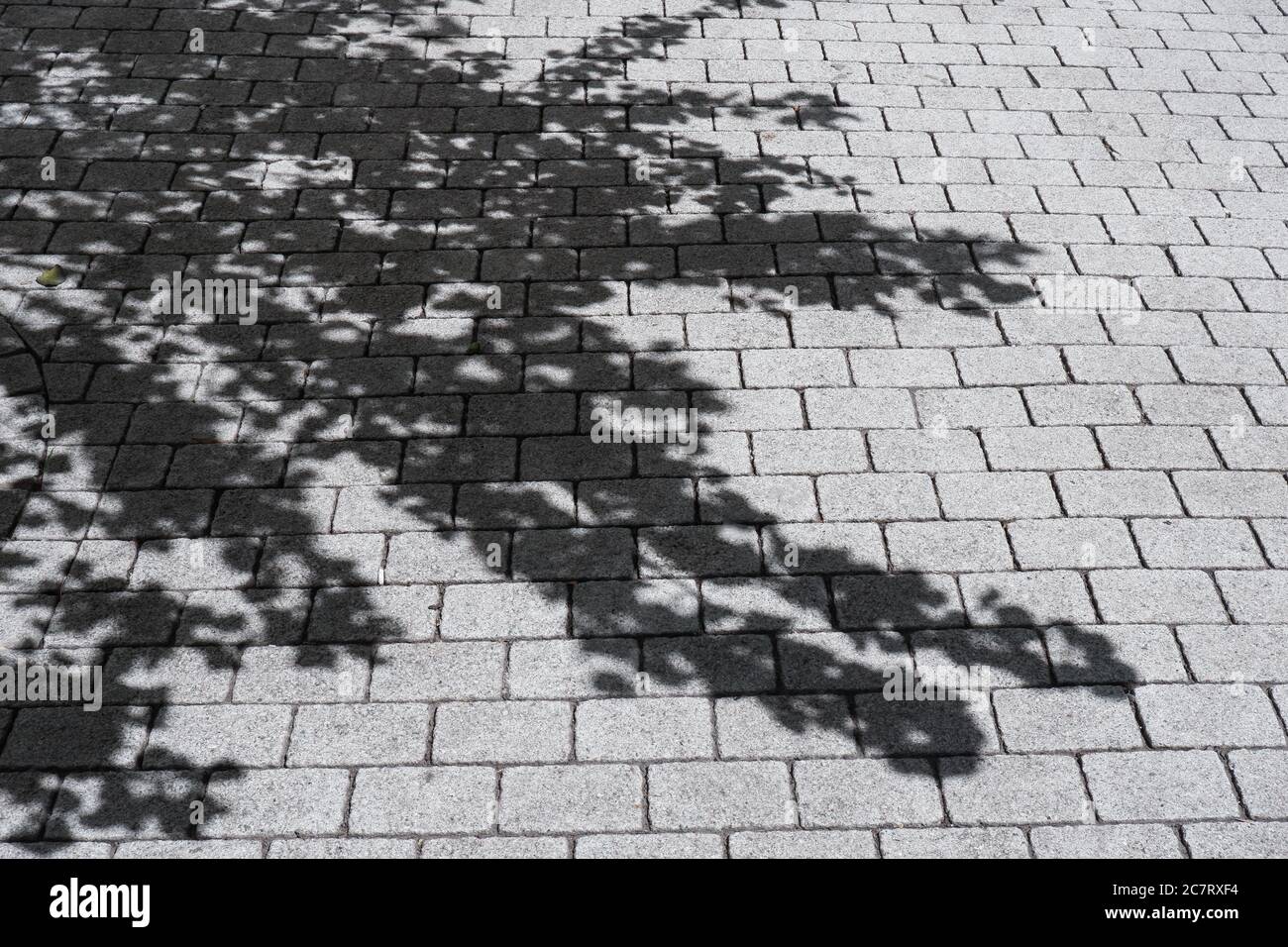 Light and shadows from a tree on the pavement of a street in London ...