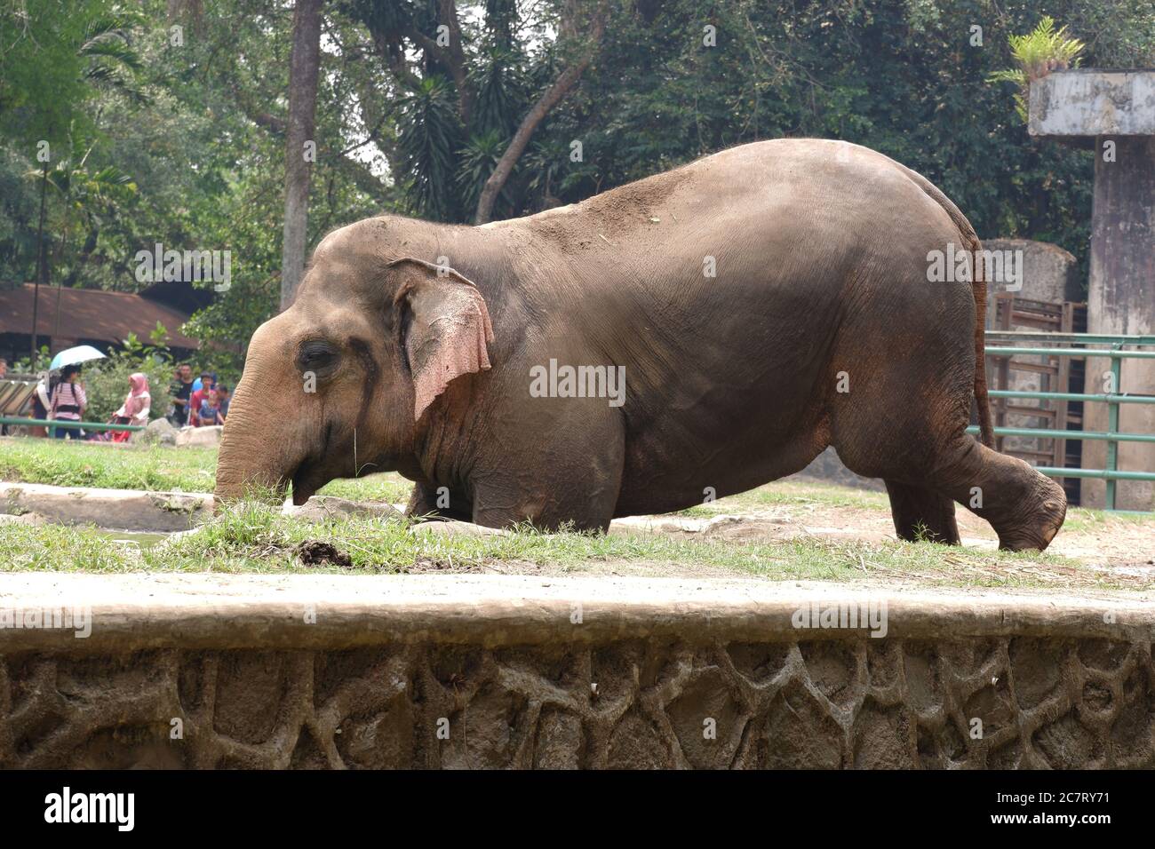 The Sumatran elephant is one of three recognized subspecies of the ...