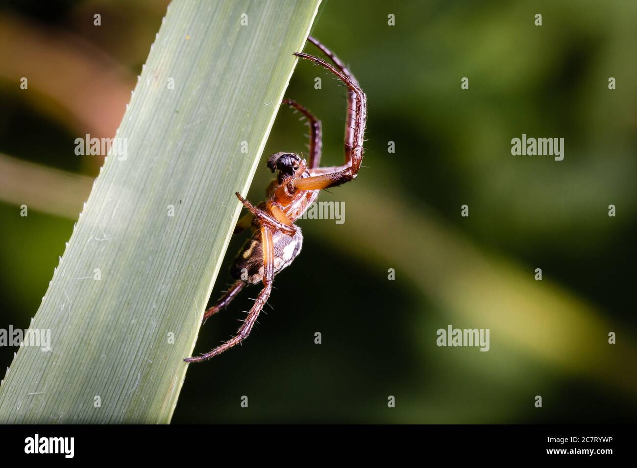 Male garden spider hi-res stock photography and images - Alamy