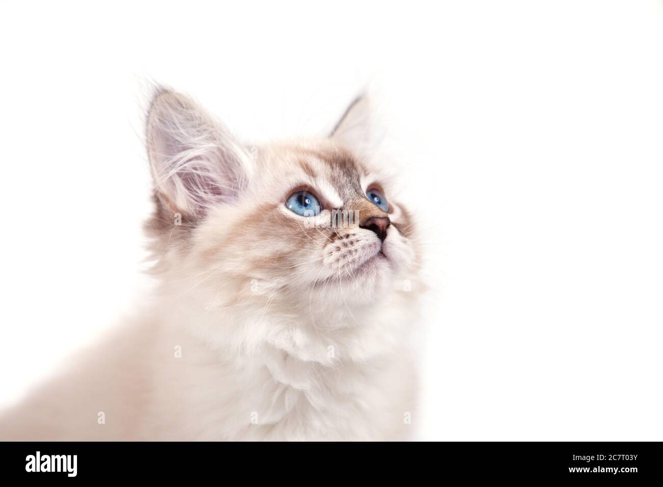 Small Siberian Neva Masquerade kitten on white background Stock Photo ...