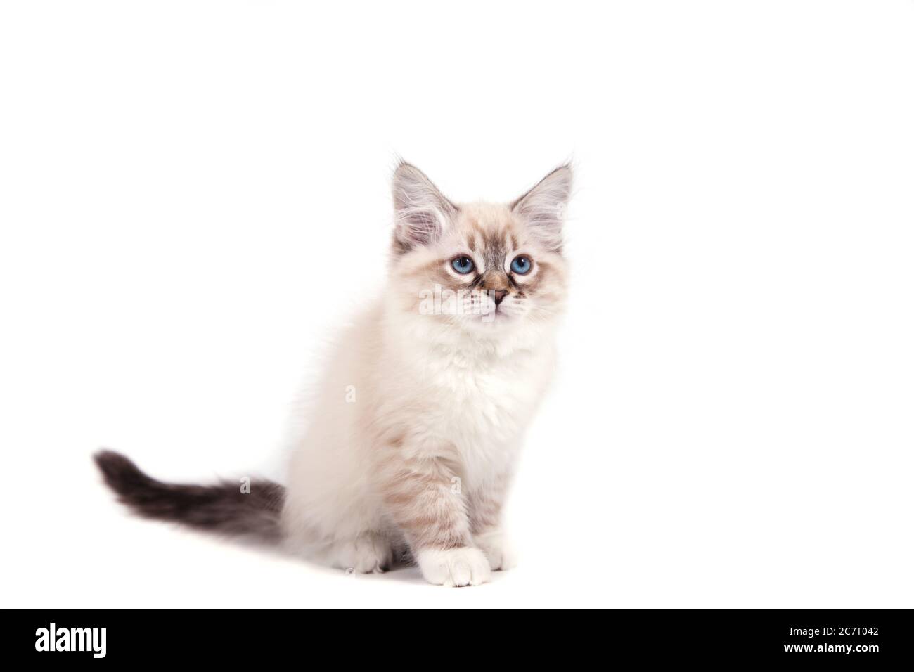 Pretty neva masquerade cat hi-res stock photography and images - Alamy