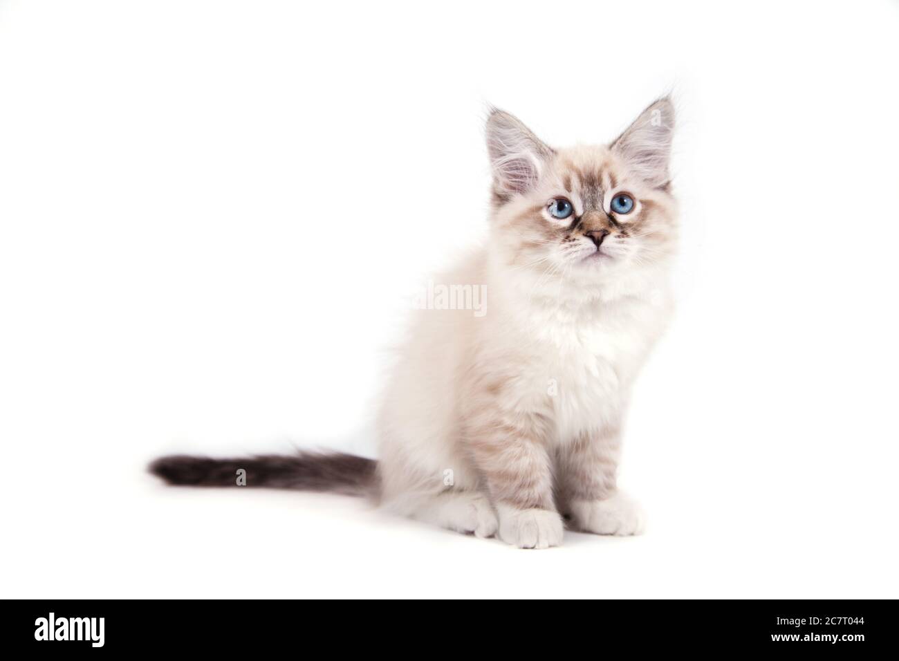 Small Siberian Neva Masquerade kitten on white background Stock Photo ...