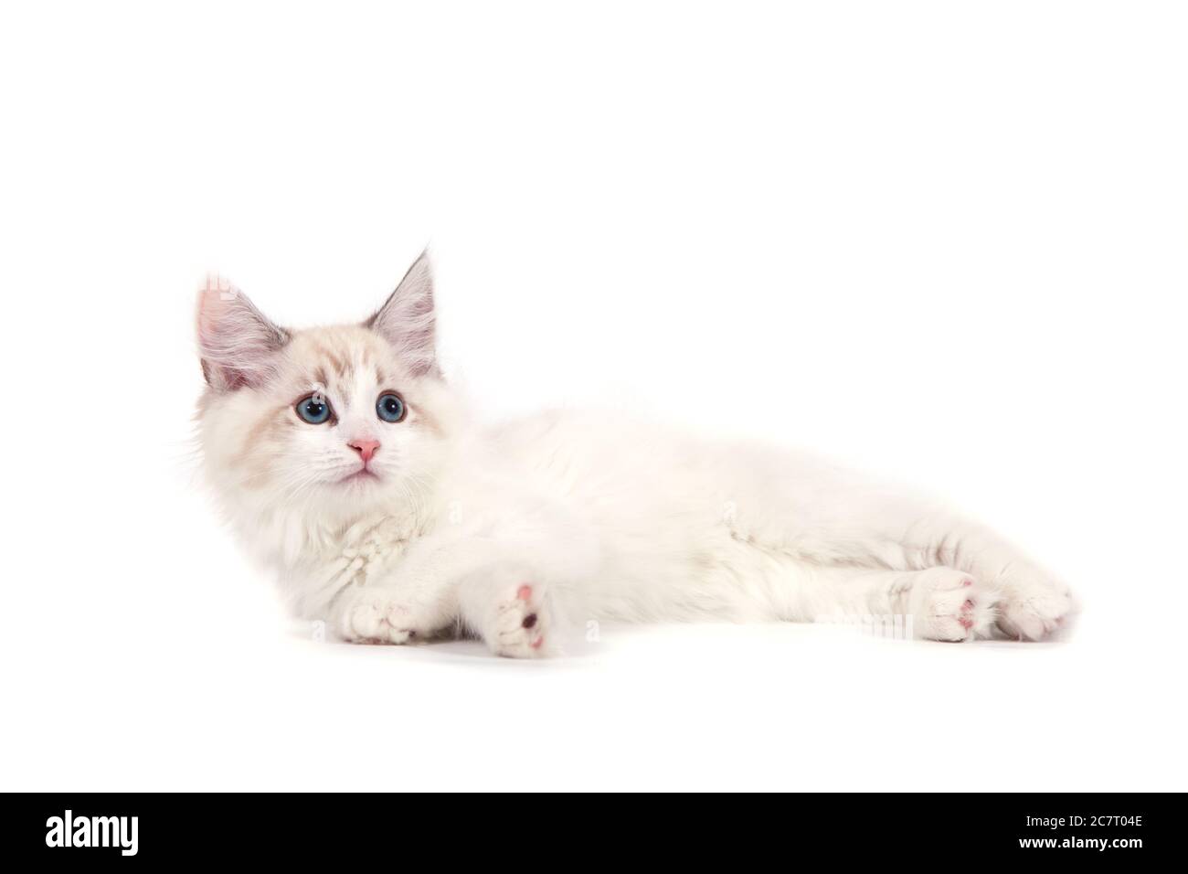 Pretty neva masquerade cat hi-res stock photography and images - Alamy