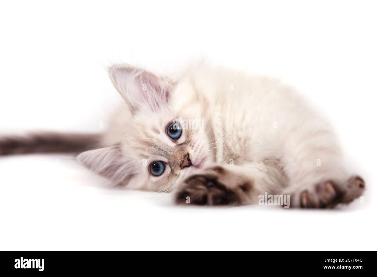 Pretty neva masquerade cat hi-res stock photography and images - Alamy