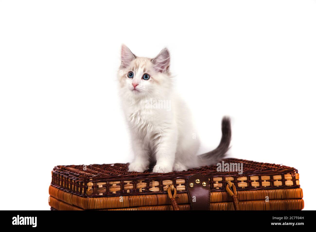 Pretty neva masquerade cat hi-res stock photography and images - Alamy