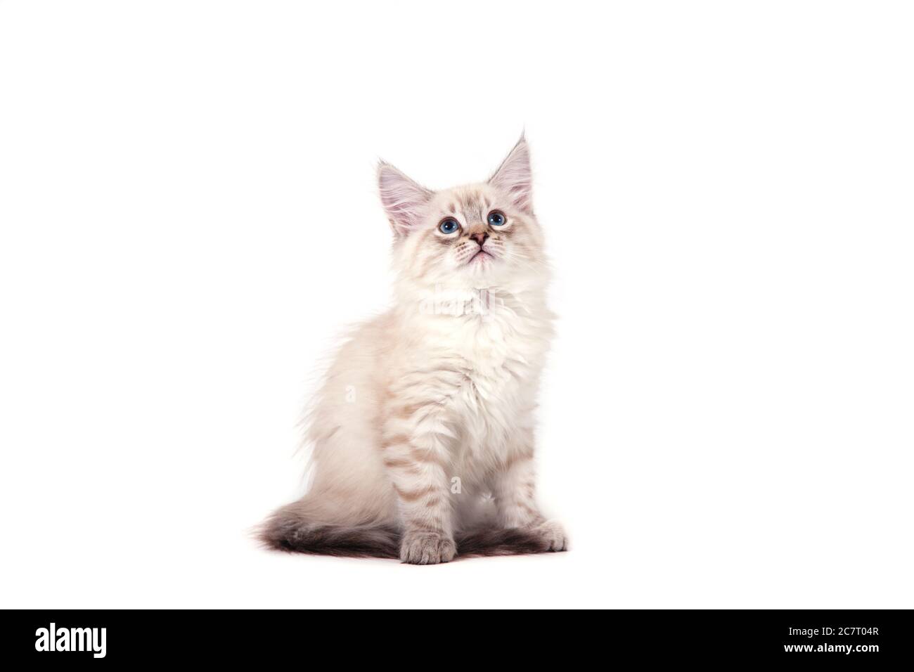Small Siberian Neva Masquerade kitten on white background Stock Photo ...