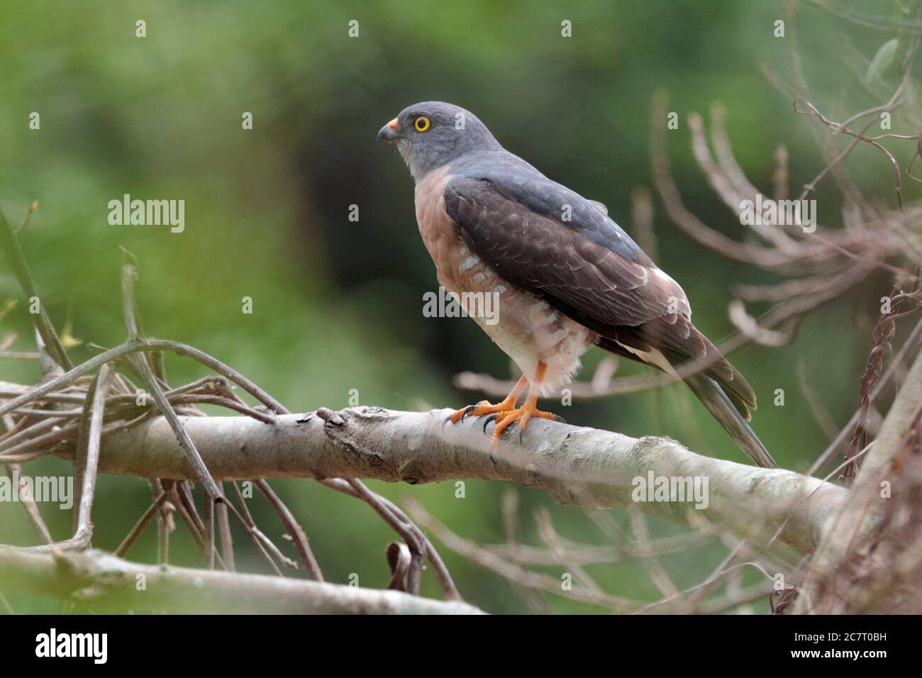 Soloensis hi-res stock photography and images - Alamy