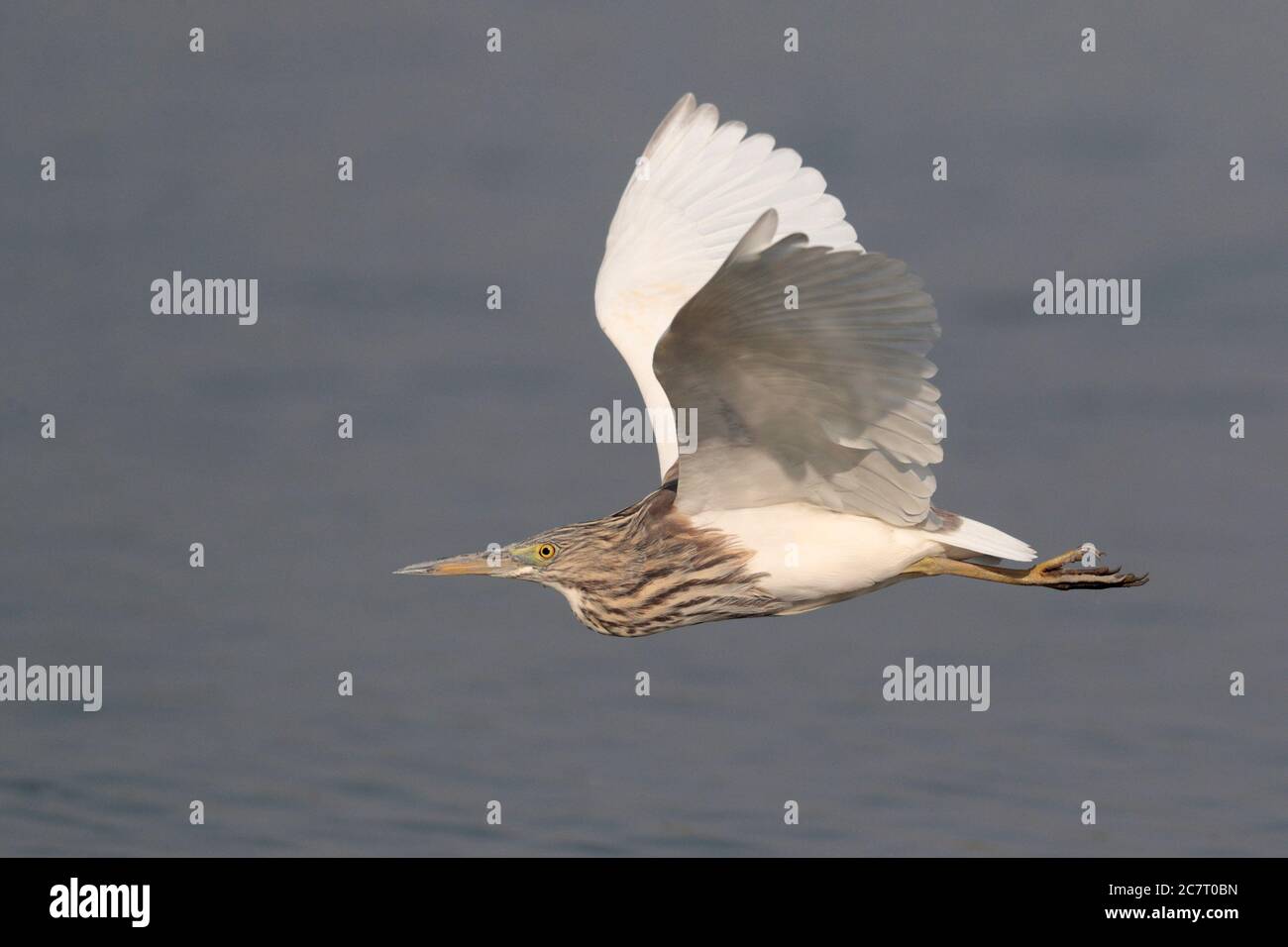 Chinese Pond Heron (Ardeola bacchus) - non-breeding plumage, flying ...
