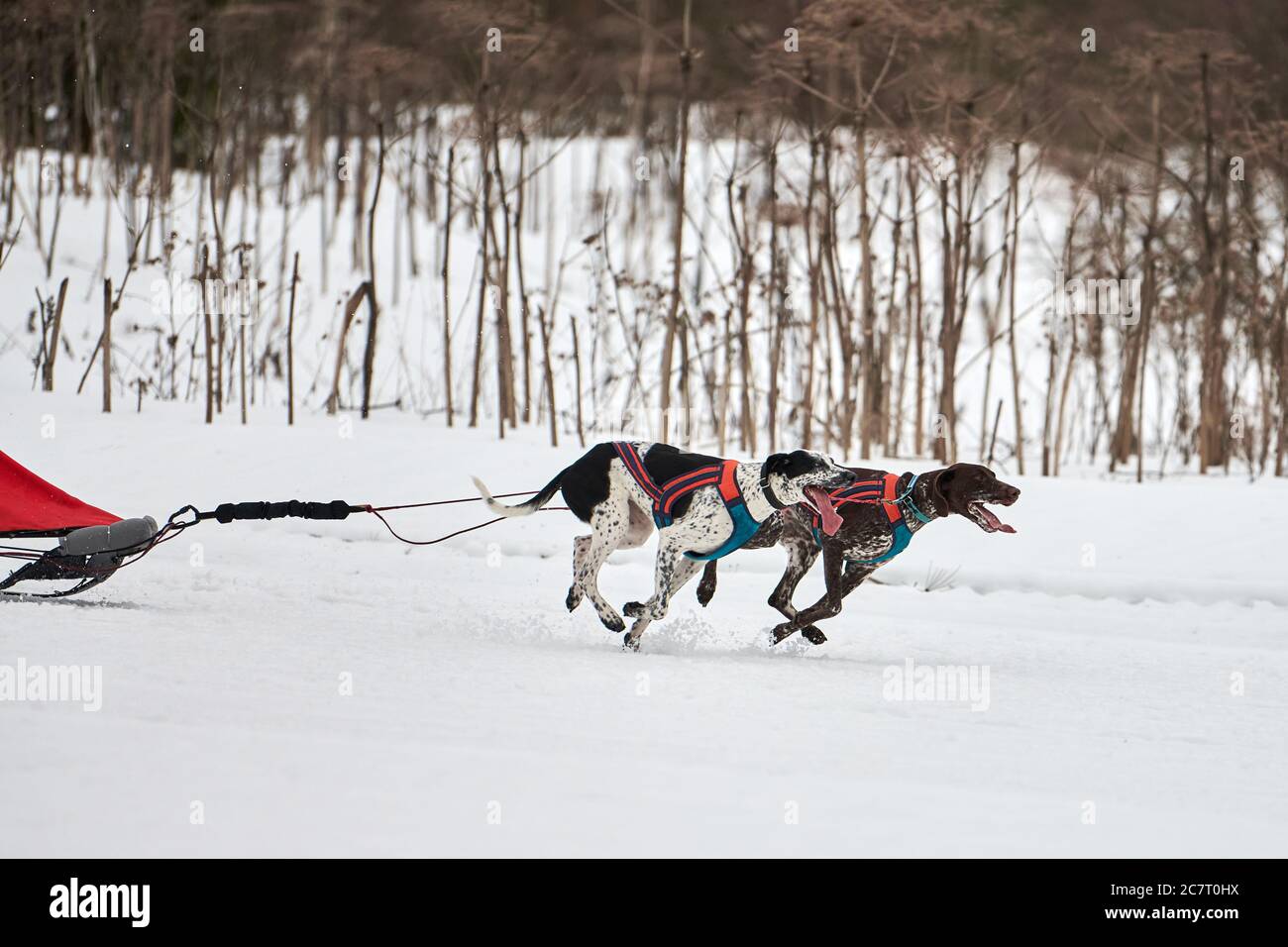 Running Pointer dog on sled dog racing. Winter dog sport sled team ...