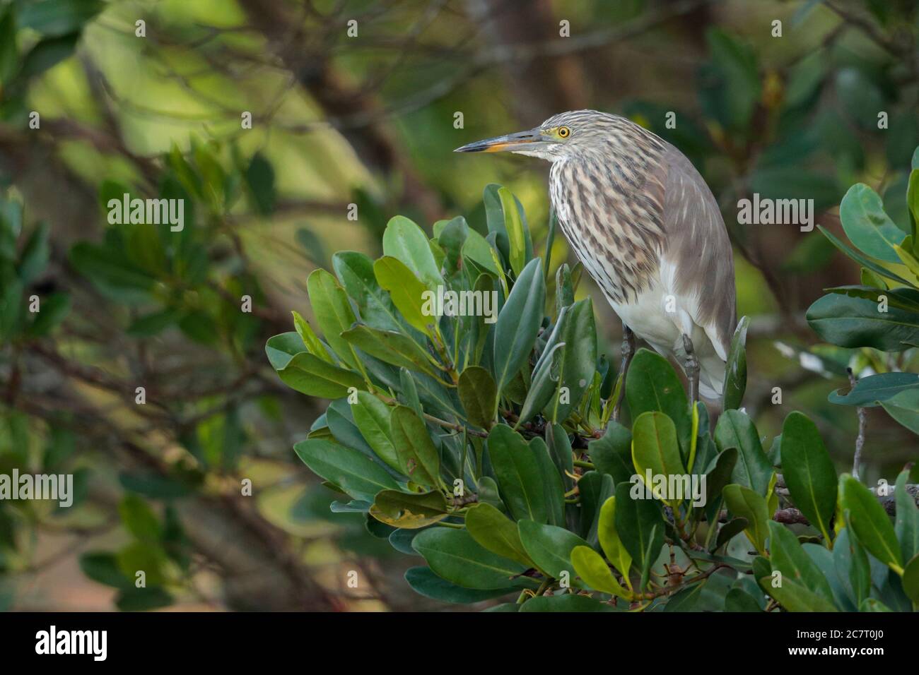 Chinese Pond Heron (Ardeola bacchus) - non-breeding plumage, perched in ...