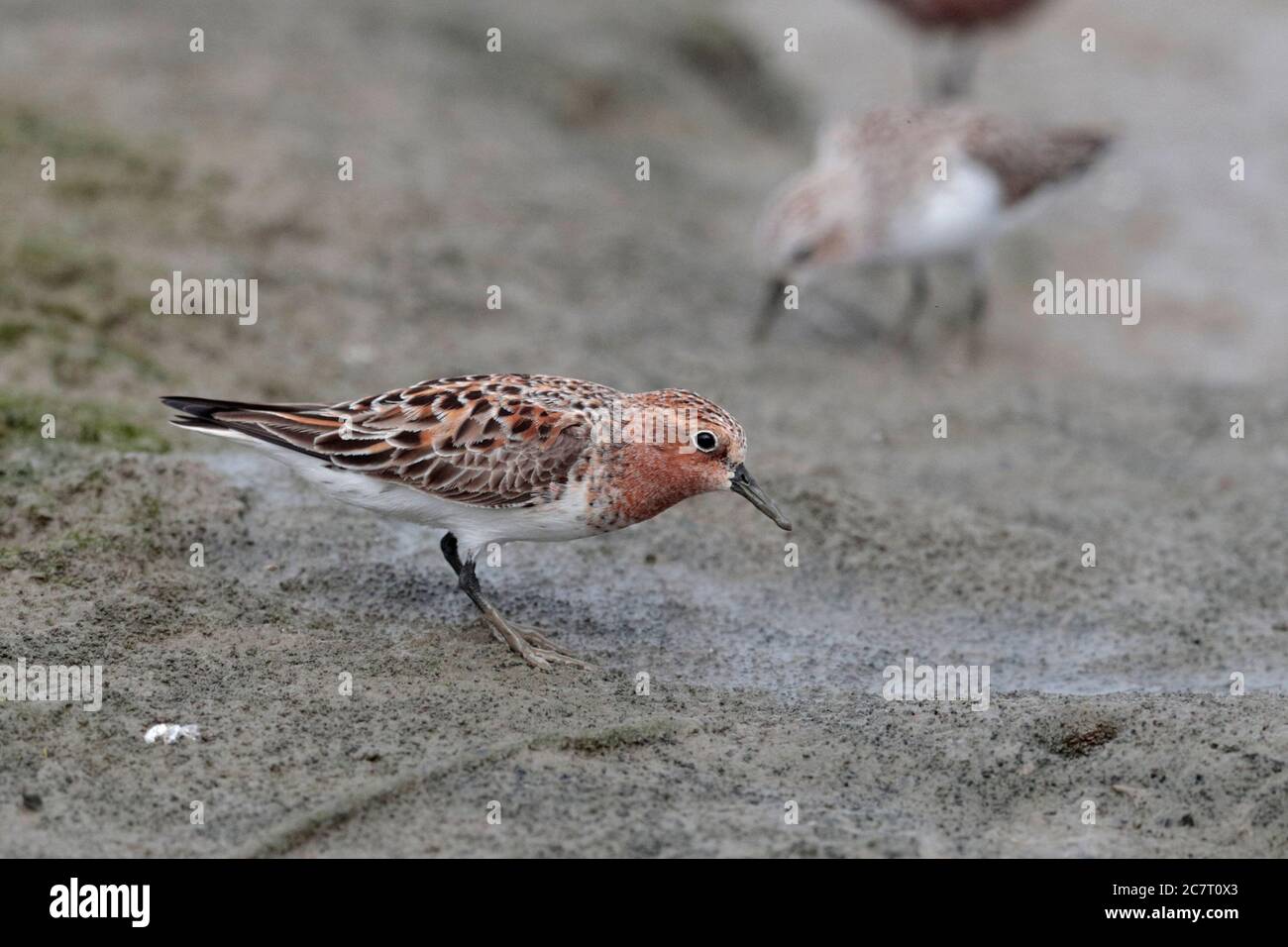 Red-necked Stint (Calidris ruficollis) - breeding plumage side view on ...