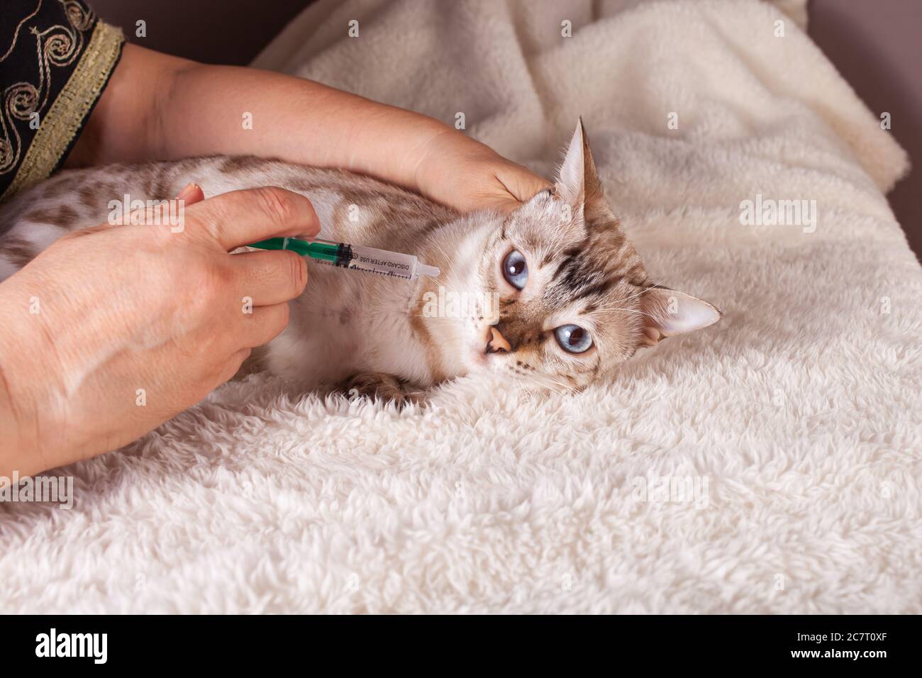 An elderly woman gives a medicine in a syringe a white tiger bengal cat ...