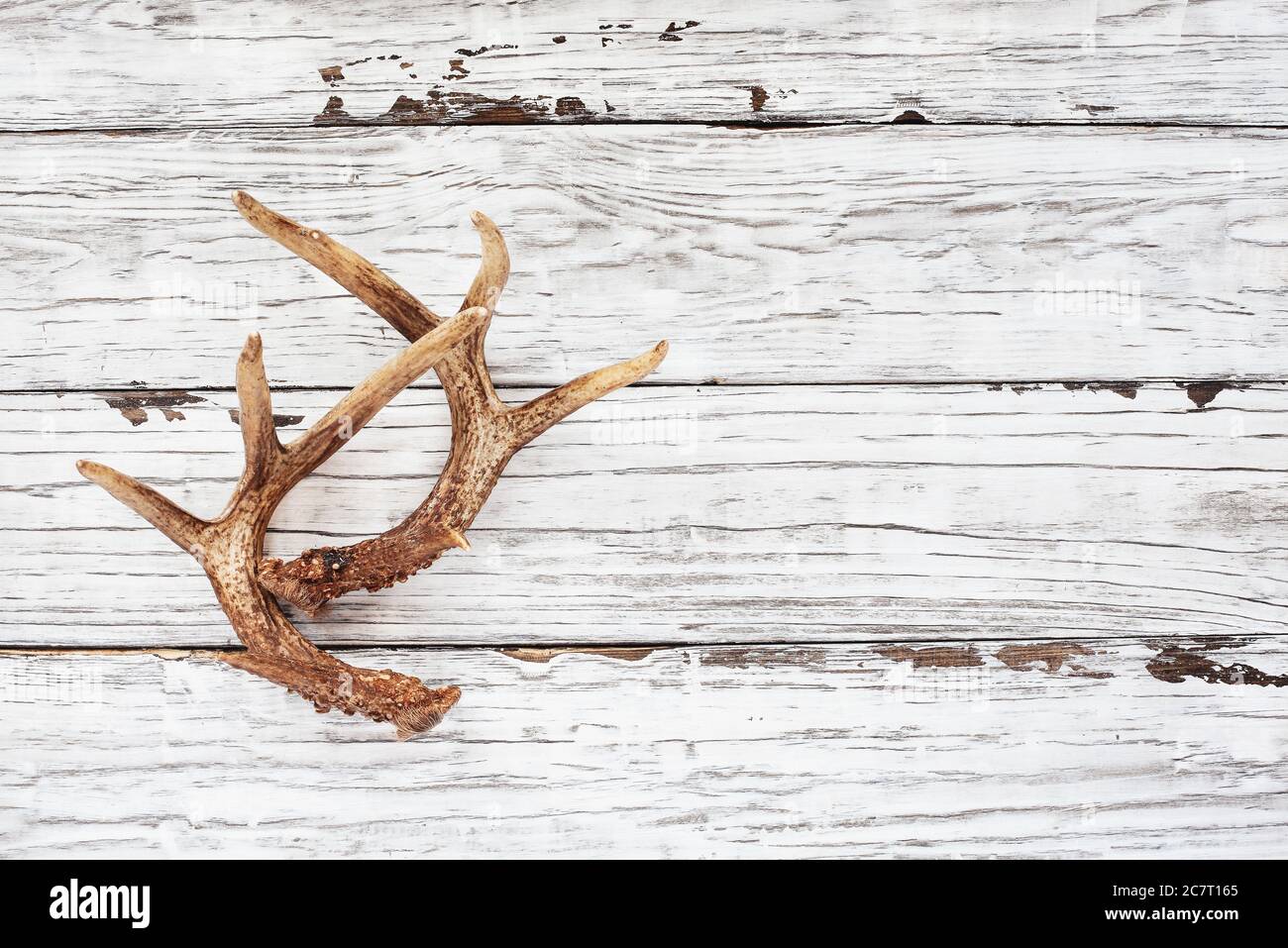 Real white tail deer antlers over a rustic wooden table. These are used ...