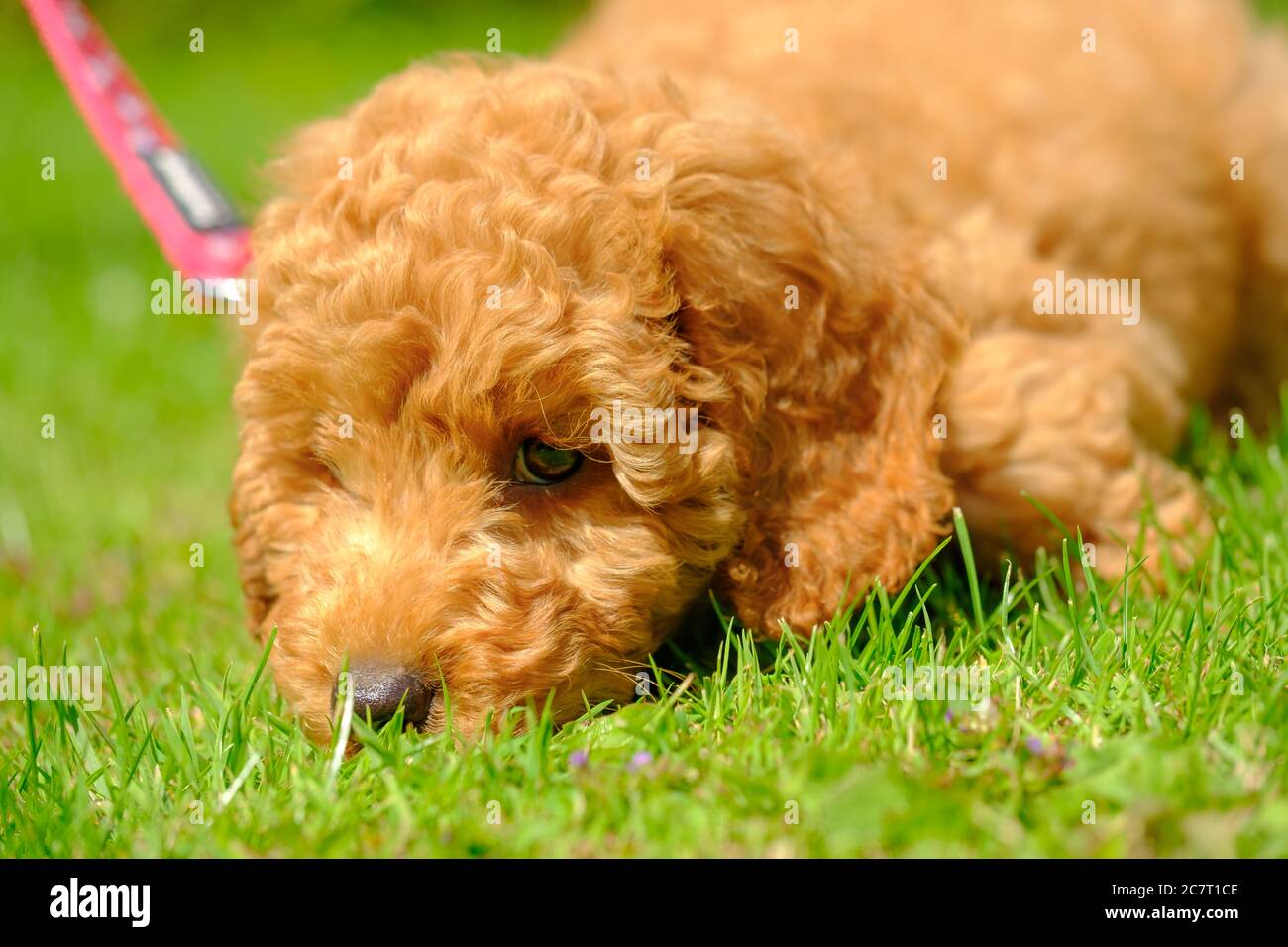 Adorable apricot coloured miniature poodle puppy seen laying on grass ...