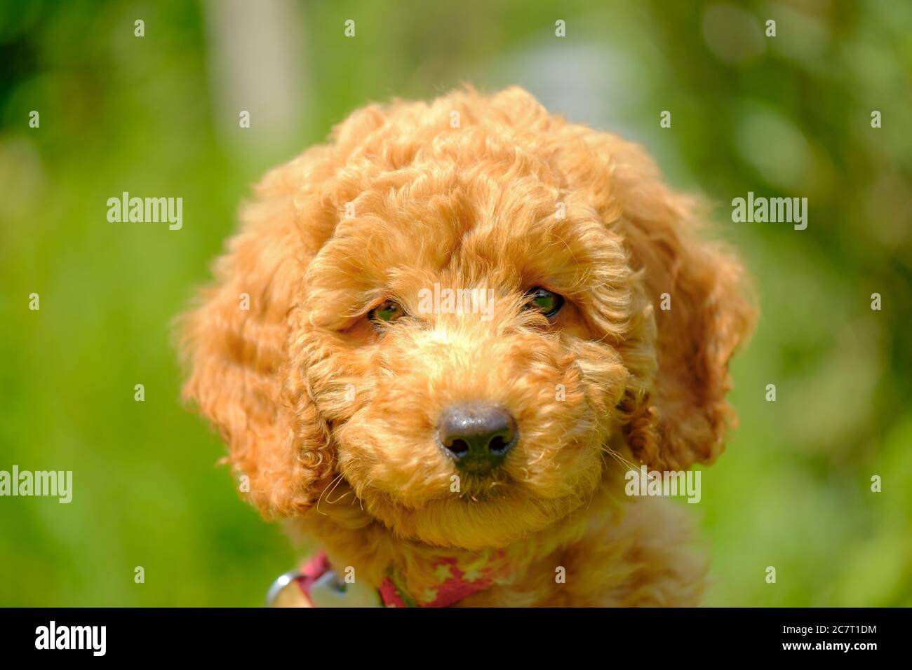 Gold coloured dogs hi-res stock photography and images - Alamy