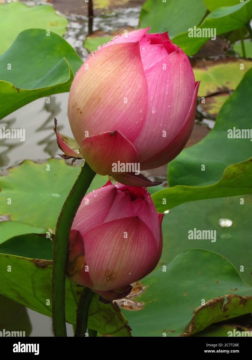 Vertical shot of blooming pink lotus flowers in the greenery Stock ...