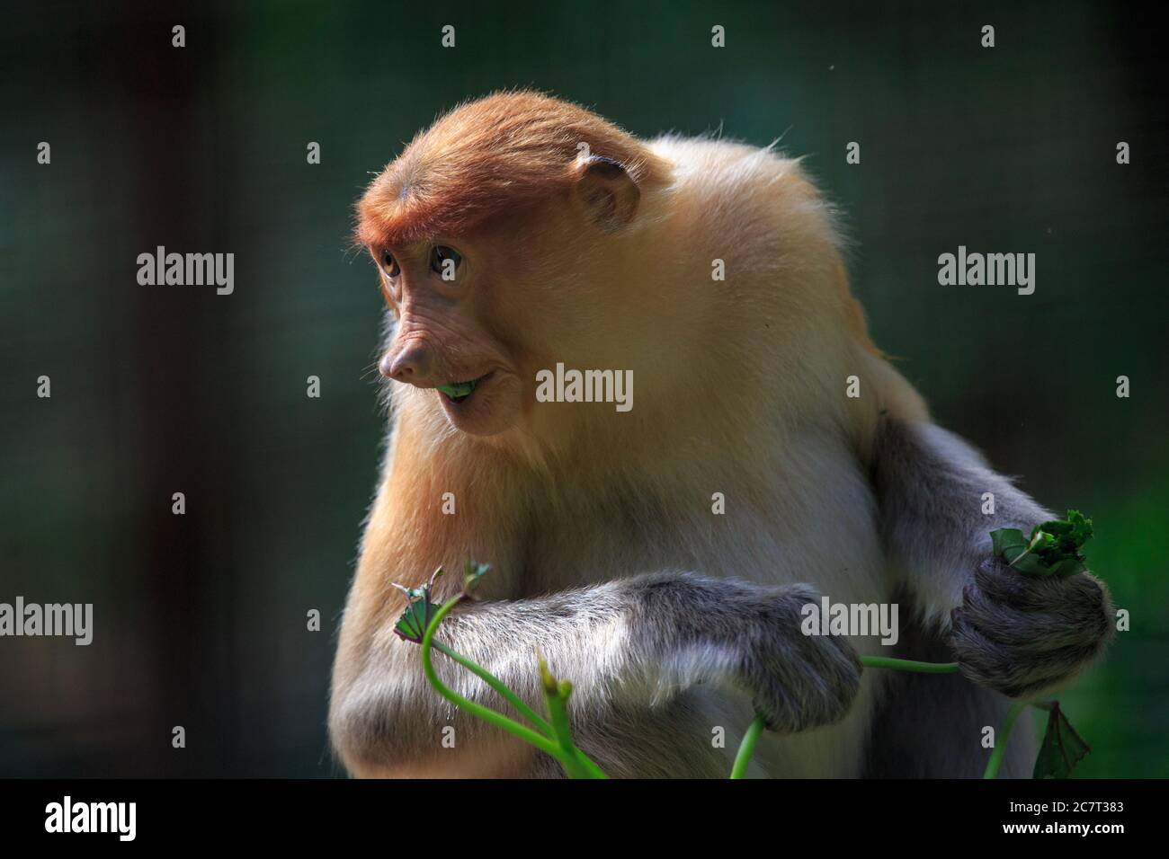 Close up nose proboscis monkey hi-res stock photography and images - Alamy
