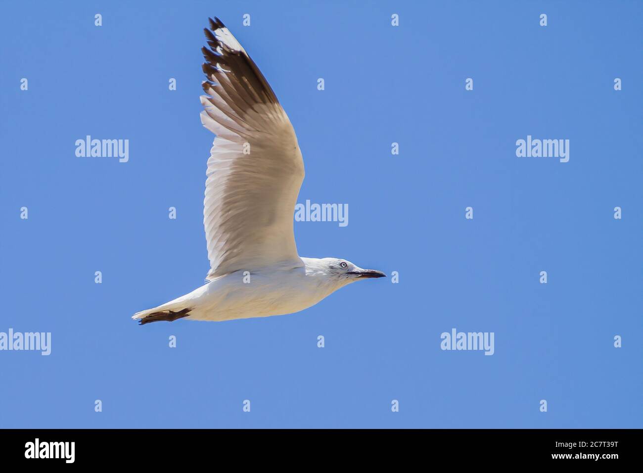 Silver gull, seagull flying with blue skies Stock Photo - Alamy