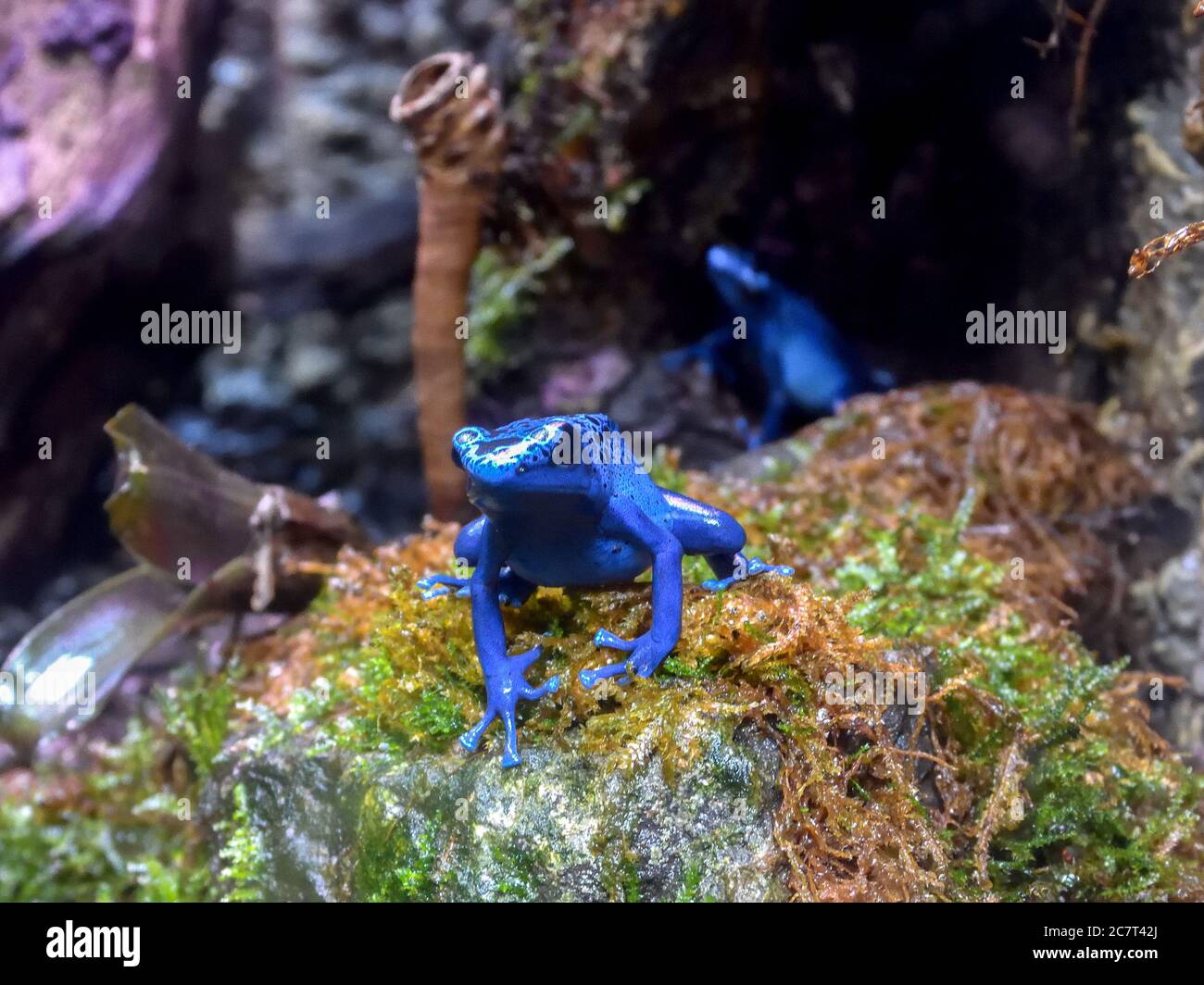 Amazon tree frog brazil hi-res stock photography and images - Alamy