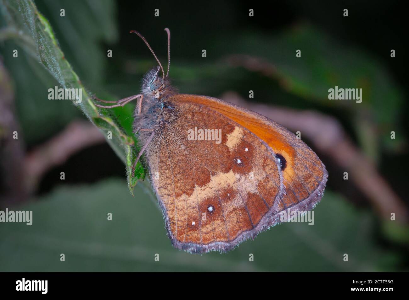 The hedge brown butterfly (Pyronia tithonus) sits on the leaf showing ...