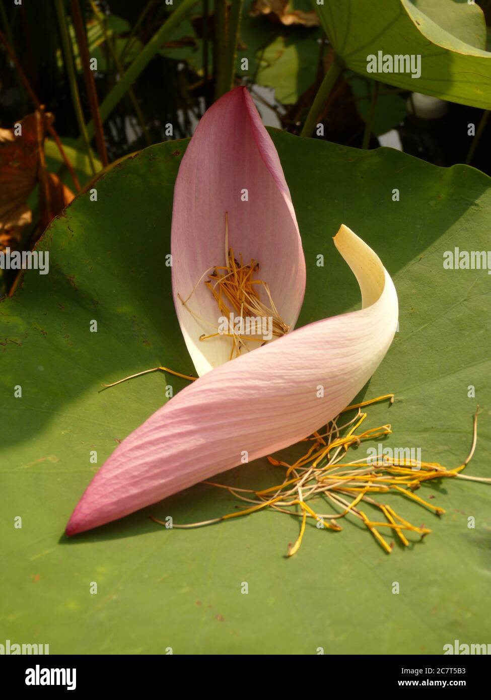 Vertical shot of blooming pink lotus flower petals in the greenery ...