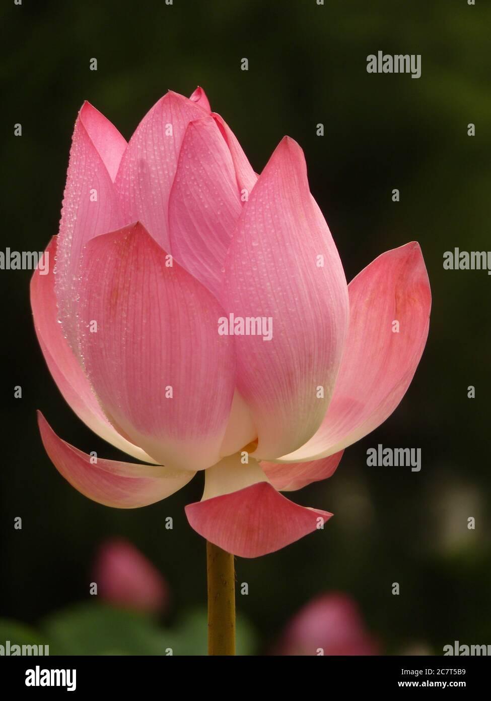 Vertical shot of blooming pink lotus flowers in the greenery Stock ...