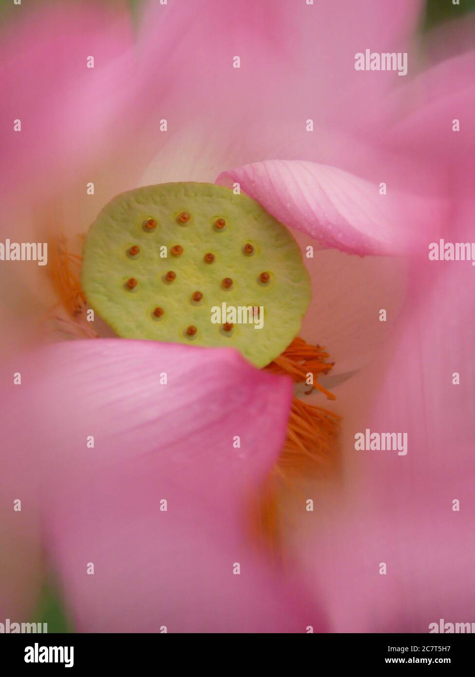 Vertical shot of blooming pink lotus flowers in the greenery Stock ...