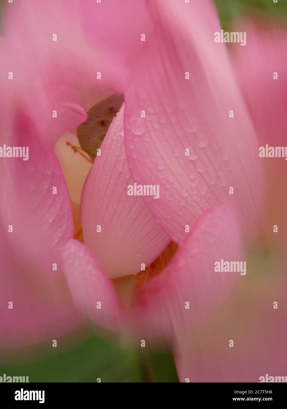 Vertical shot of blooming pink lotus flowers in the greenery Stock ...